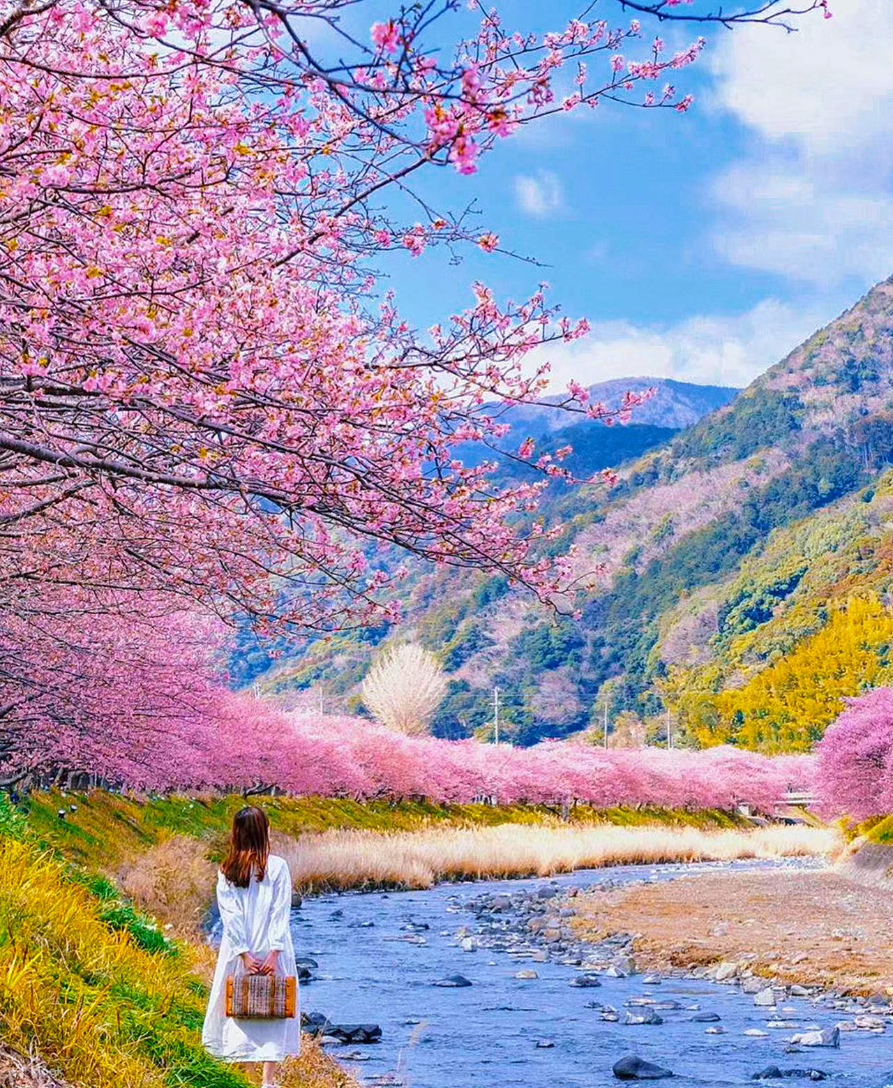 [Spring Cherry Blossom Limited] Kawazu Early Cherry Blossoms & Kawazu Nanataki & All-You-Can-Eat ...